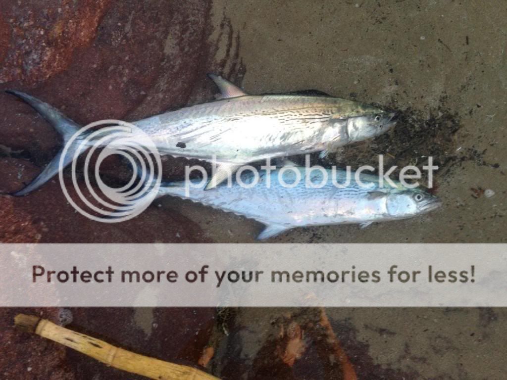 KZN, spinning from the shore