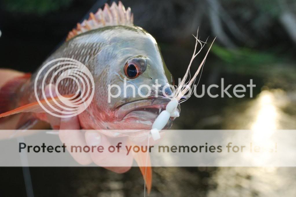 A tribute to the River Snapper.