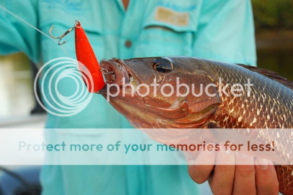 A tribute to the River Snapper.