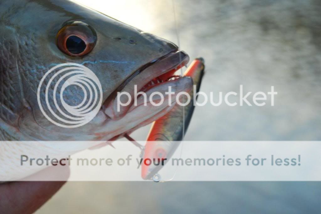 A tribute to the River Snapper.