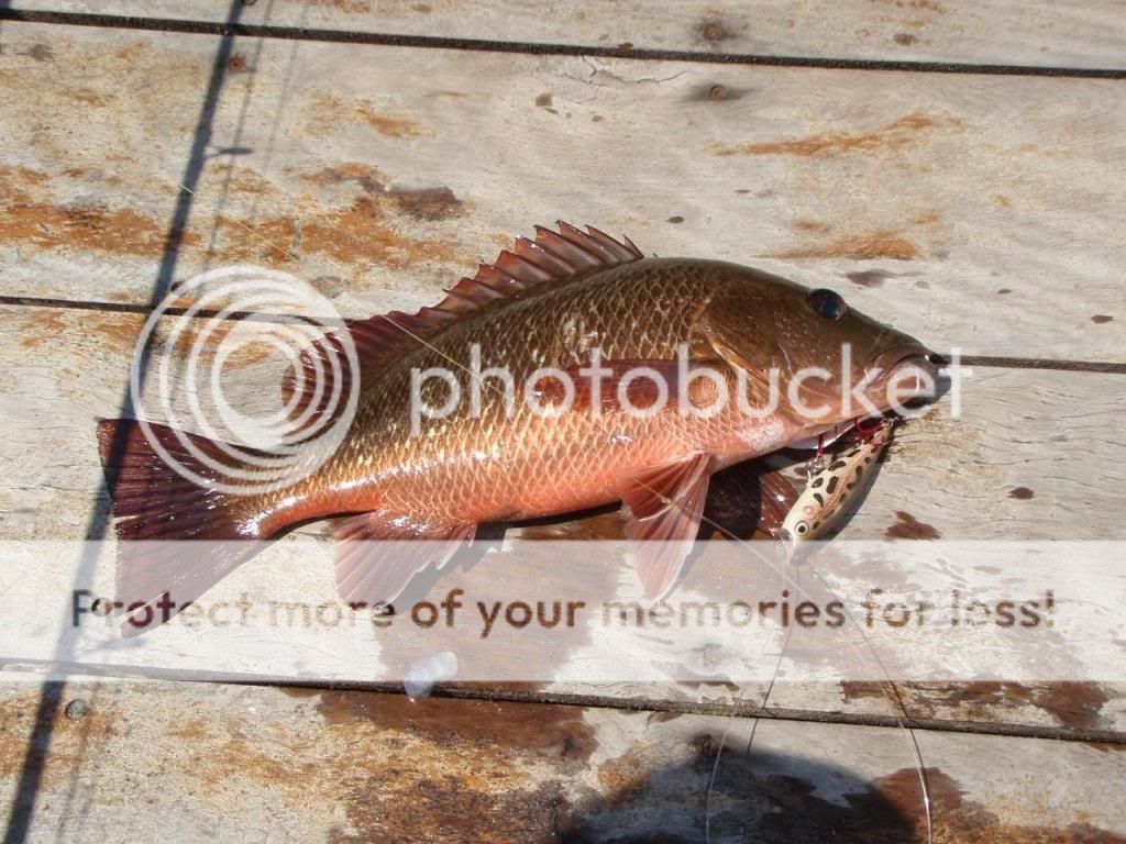 A tribute to the River Snapper.