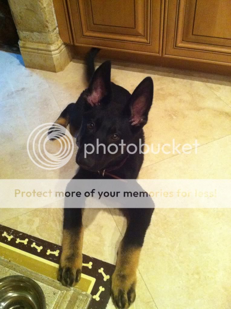 Bi Colors | German Shepherds Forum