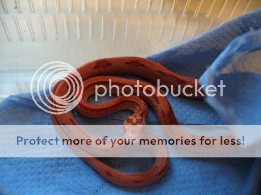 So excited - First Snake | Page 2 | Reptile Forums