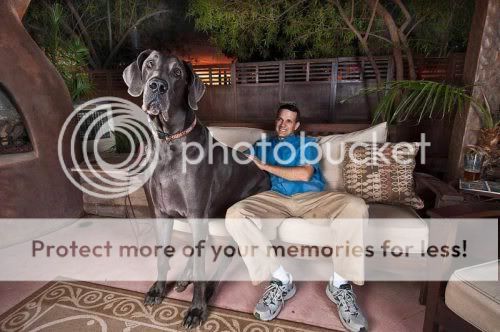 George, el perro más grande del mundo. [20 fotos] – cuantaimagen