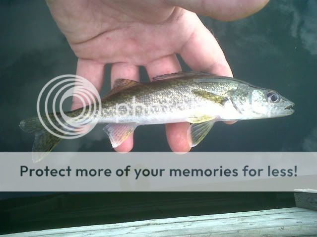 5/20/2011 Blackwell pics- walleyes for an aquarium :) - Chicago ...